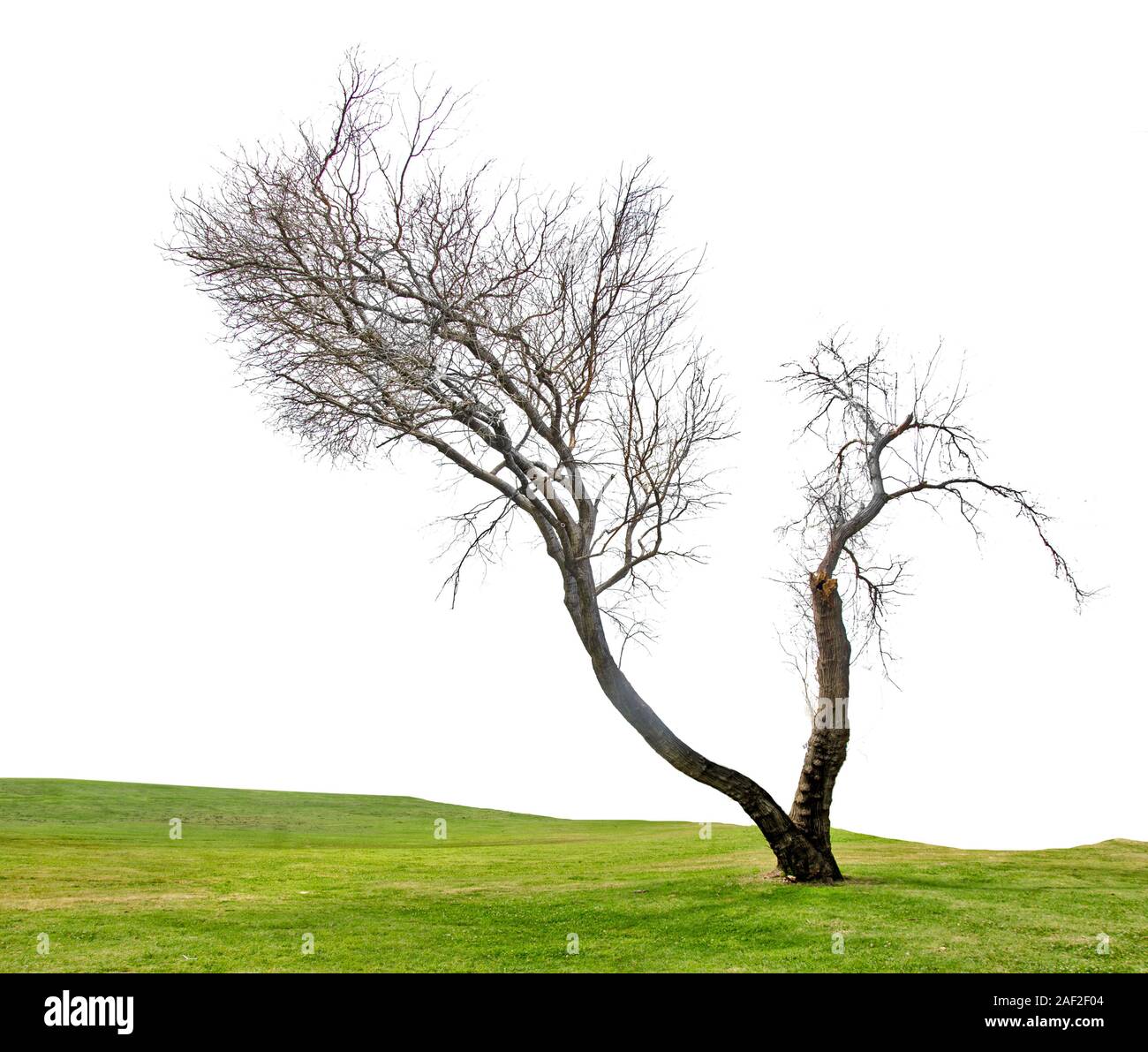 Dry tree on white background Stock Photo - Alamy