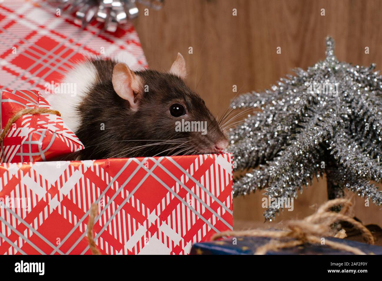 Rat is a symbol of the new year.Gray rat looks at gift boxes. little ...
