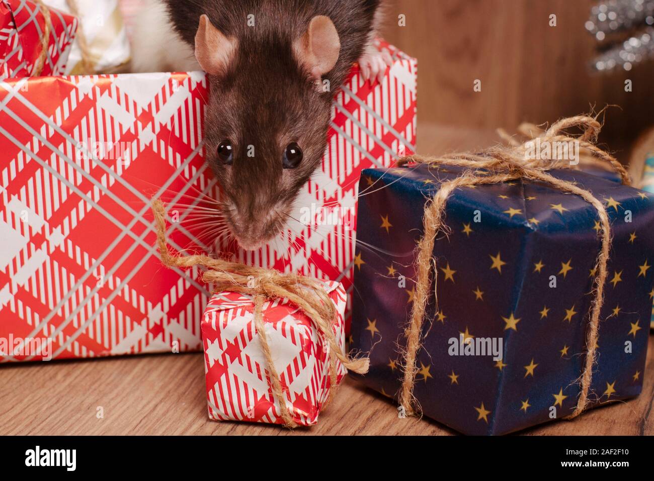 Rat is a symbol of the new year.Gray rat looks at gift boxes. little ...