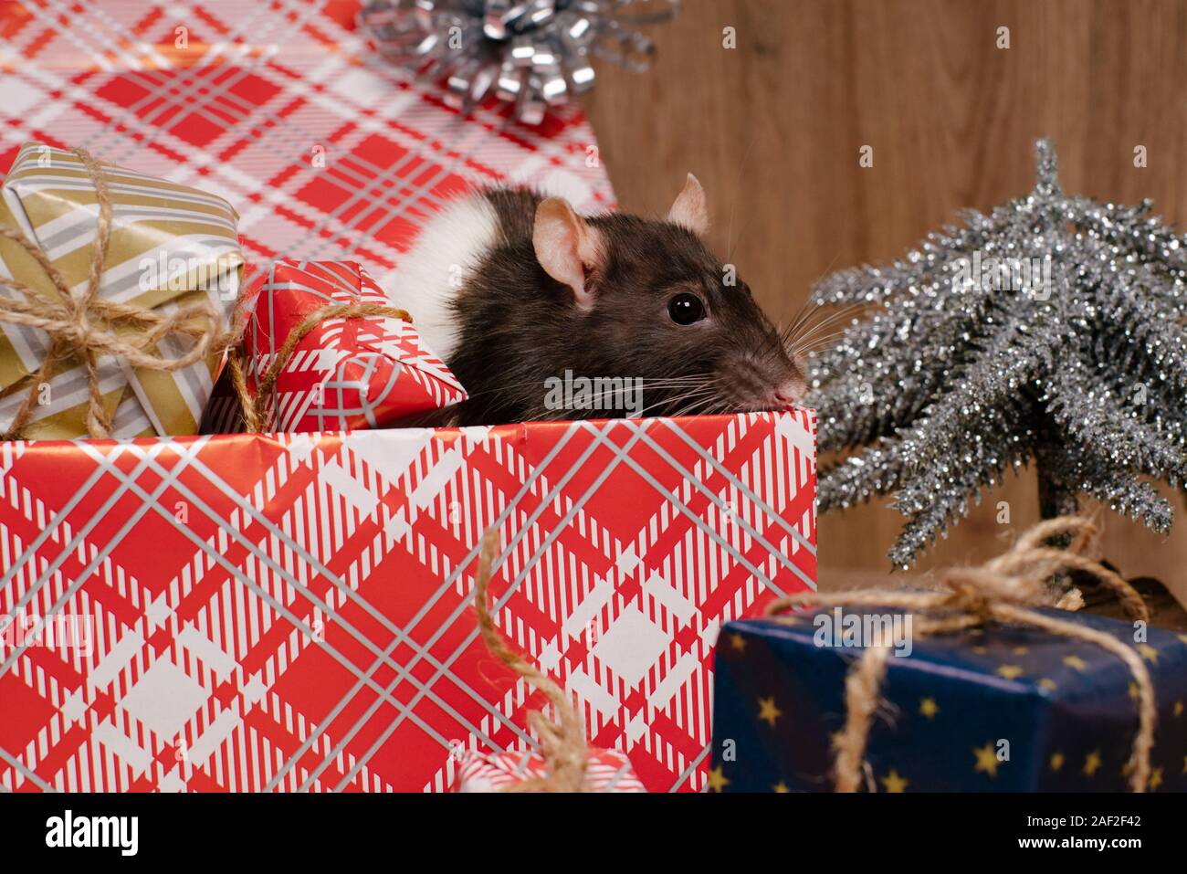 Present for New Year of the Rat. Chinese New Year symbolThe rat is a ...