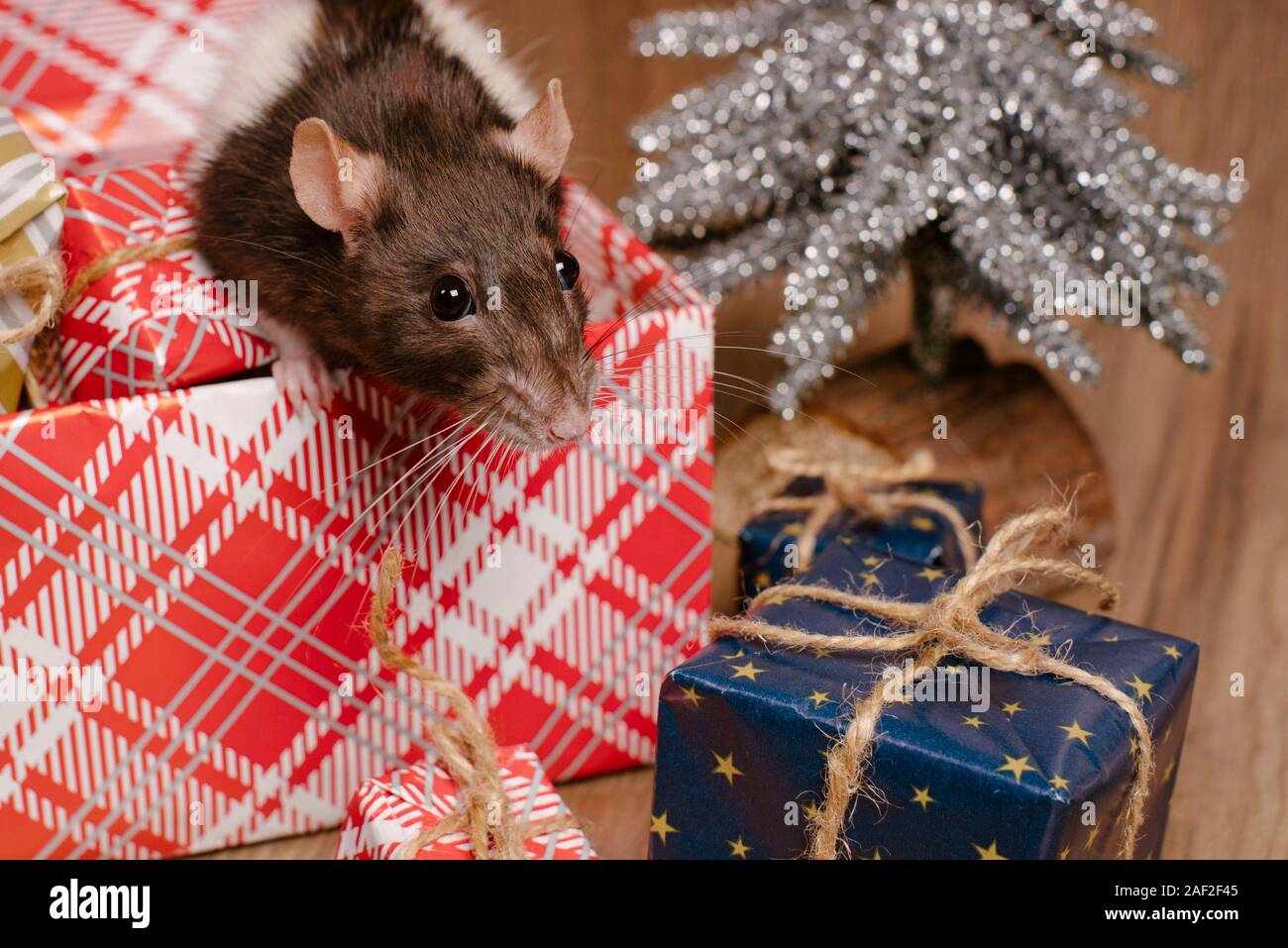 Rat is a symbol of the new year.Gray rat looks at gift boxes. little ...