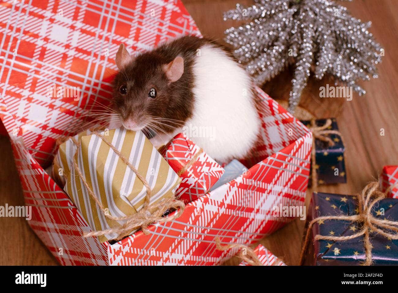 Rat is a symbol of the new year.Gray rat looks at gift boxes. little ...