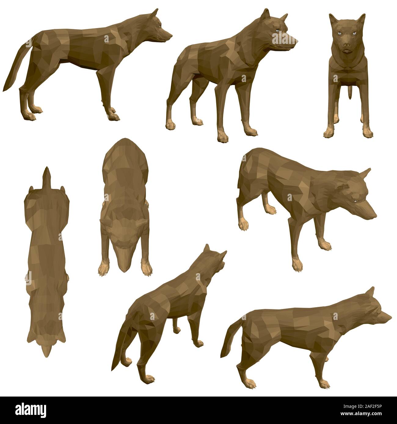 Set with polygonal coyote. Brown coyote with different view. 3D. Vector ...