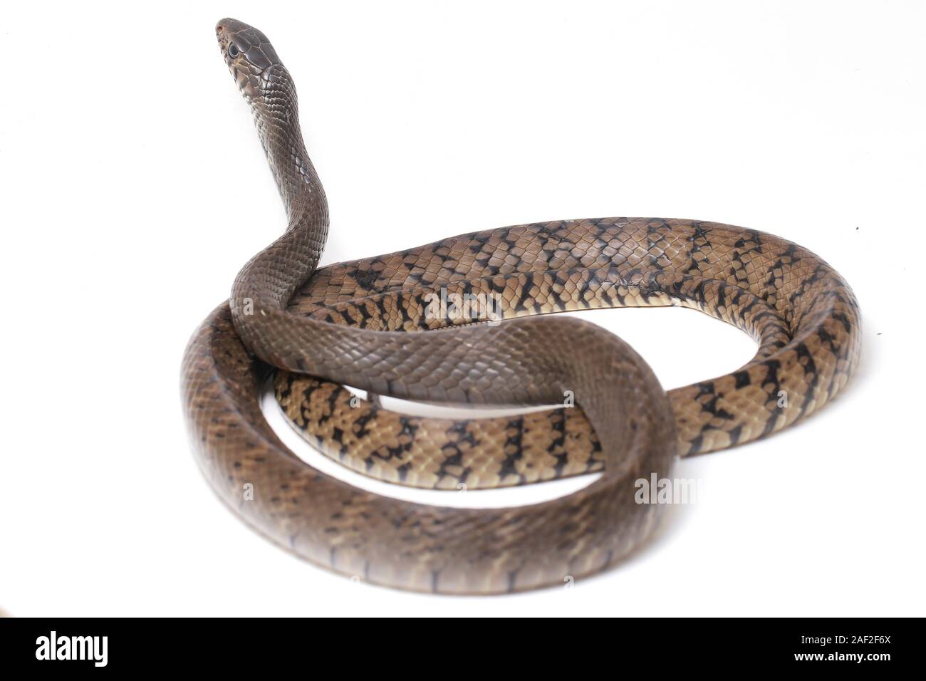 Ptyas mucosa, the oriental ratsnake, Indian rat snake, Isolated on ...