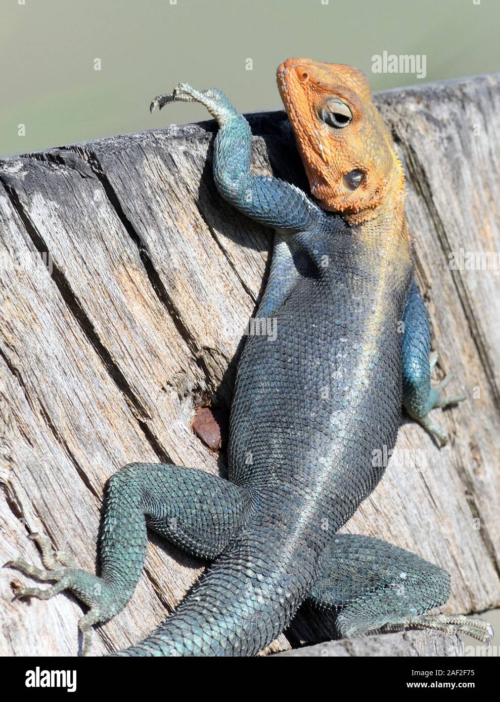 A brightly coloured brown and blue male Kenyan rock agama (Agama ...