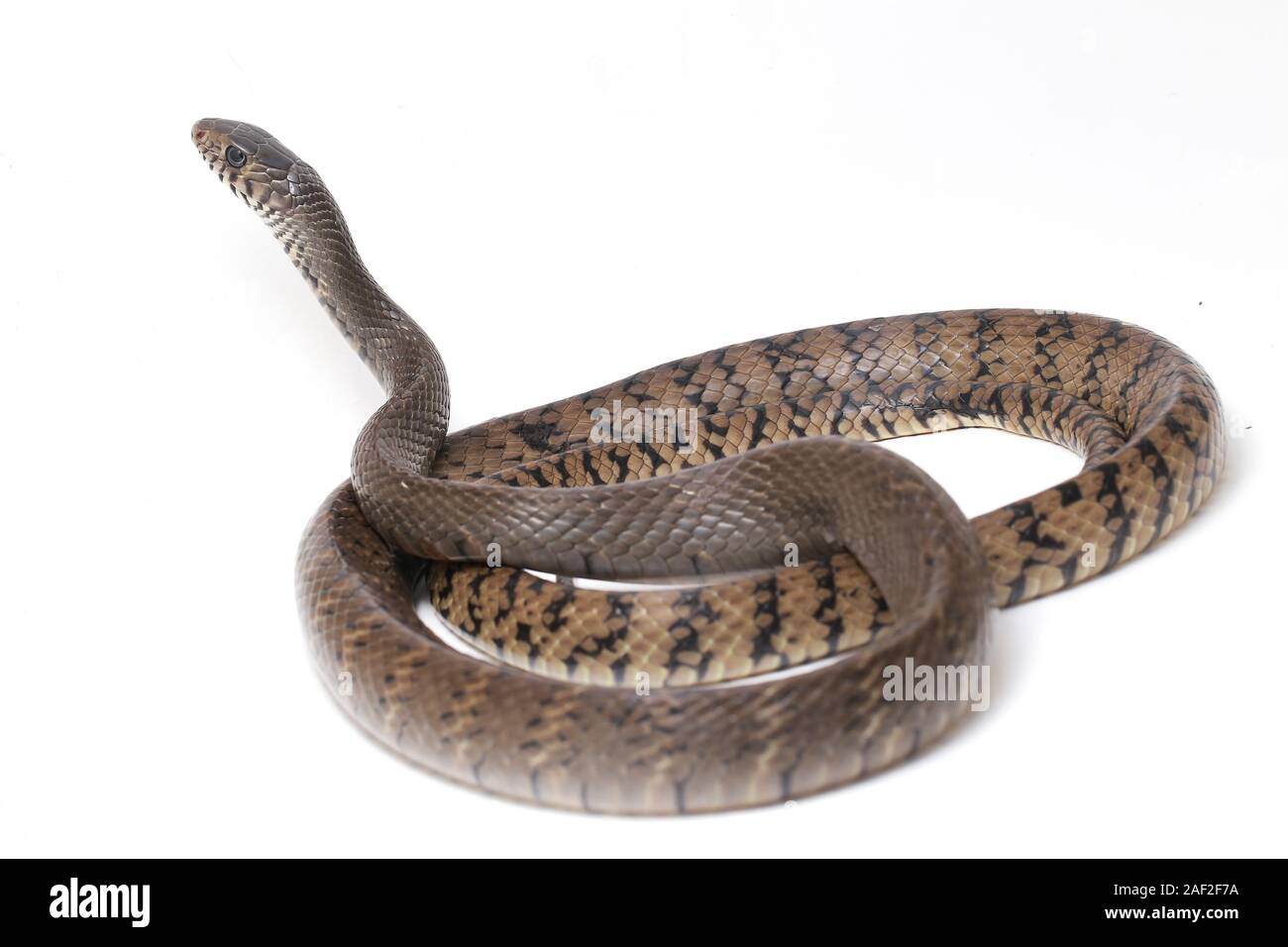 Ptyas mucosa, the oriental ratsnake, Indian rat snake, Isolated on ...