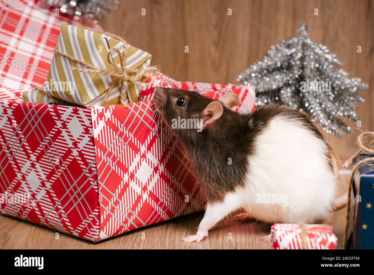 The rat is a symbol of the new year. A cute rat is sitting next to ...