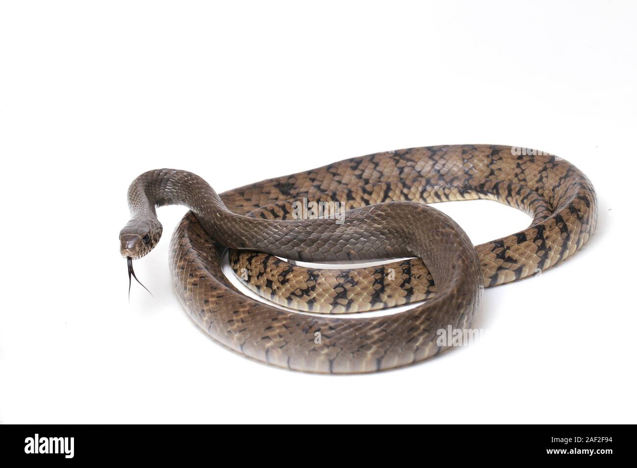 Ptyas mucosa, the oriental ratsnake, Indian rat snake, Isolated on ...