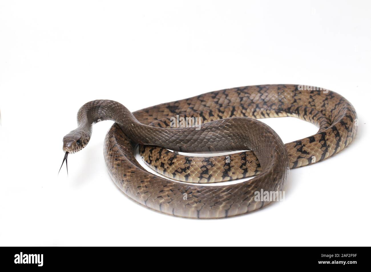 Ptyas mucosa, the oriental ratsnake, Indian rat snake, Isolated on ...