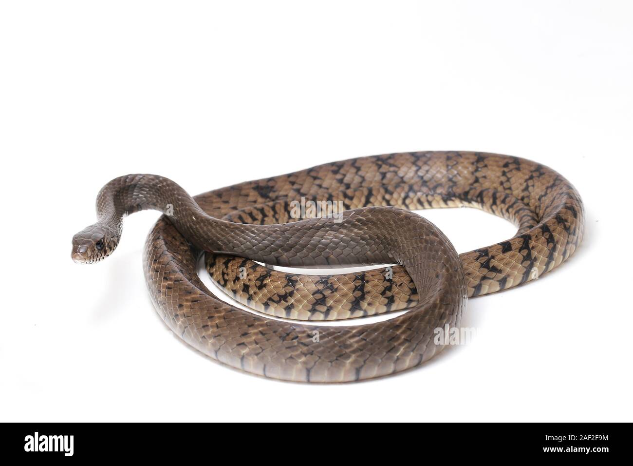 Ptyas mucosa, the oriental ratsnake, Indian rat snake, Isolated on ...