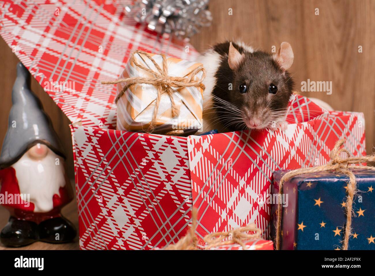 Rat is a symbol of the new year.Gray rat looks at gift boxes.Funny ...