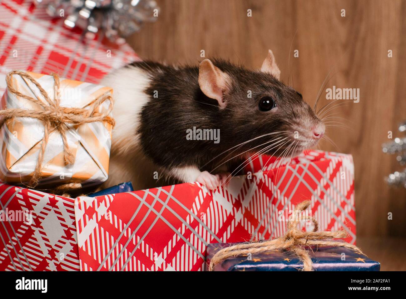 Rat is a symbol of the new year.Gray rat looks at gift boxes. little ...
