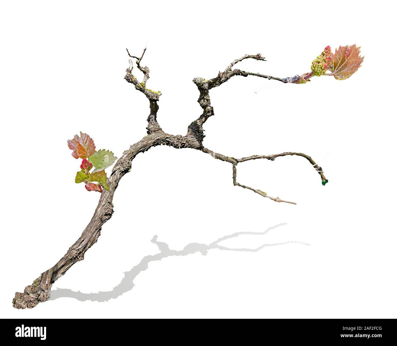 Grape vine isolated on white background Stock Photo - Alamy