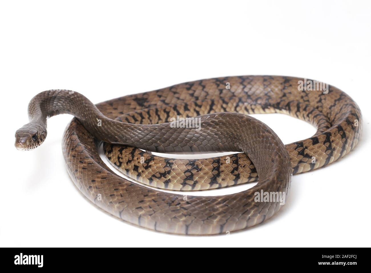 Ptyas mucosa, the oriental ratsnake, Indian rat snake, Isolated on ...