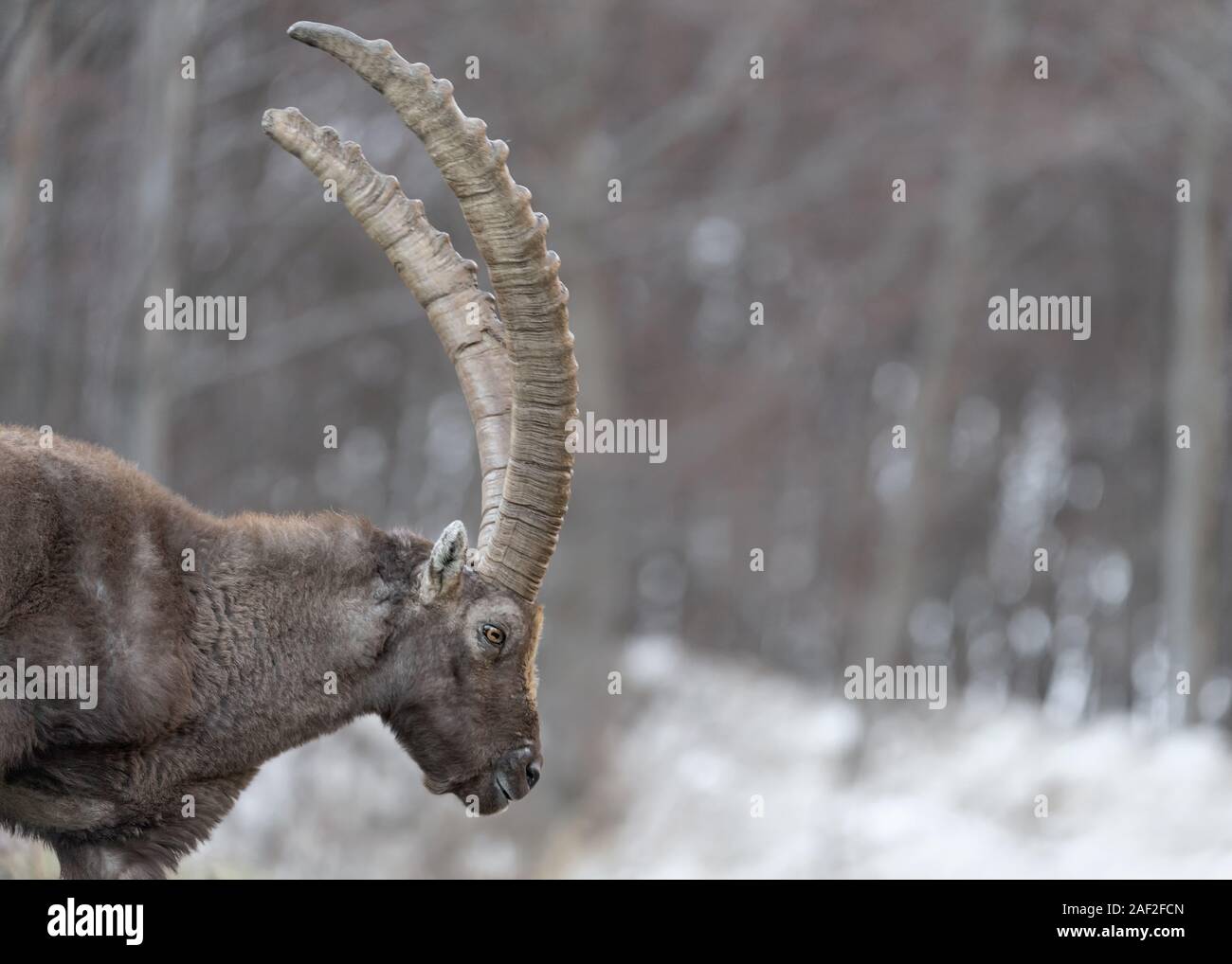 Wonderful portrait of Ibex alpine in snow (Capra ibex Stock Photo - Alamy