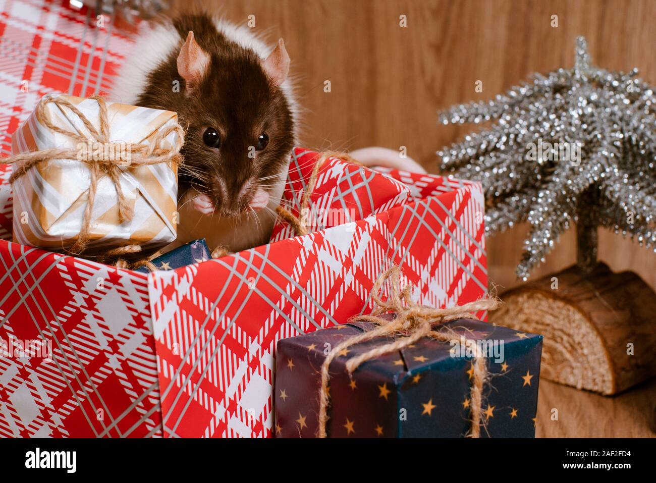 Rat is a symbol of the new year.Gray rat looks at gift boxes.Funny ...