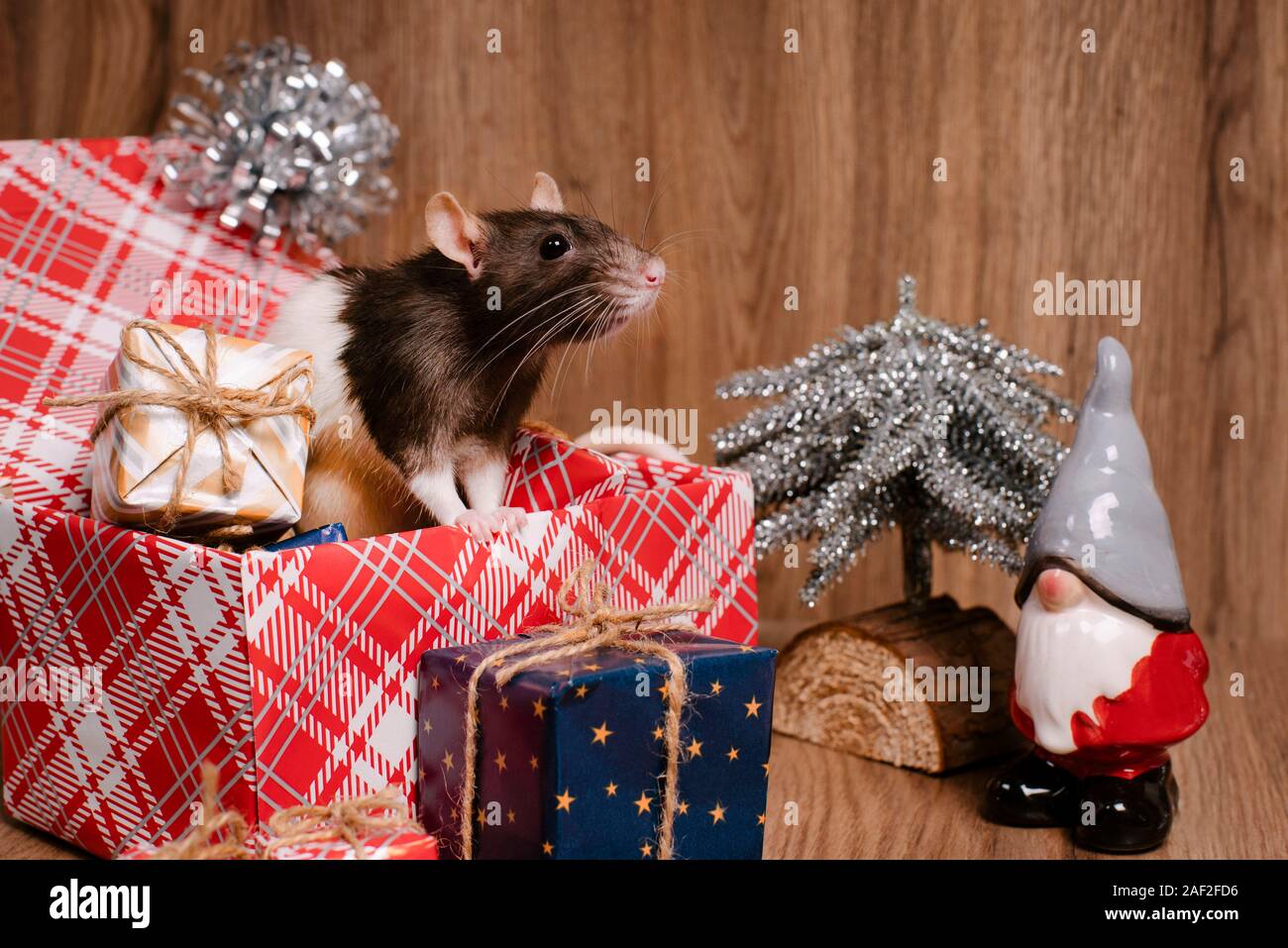 Cute rat in a box with New Year's gifts. The symbol of the new year.A ...