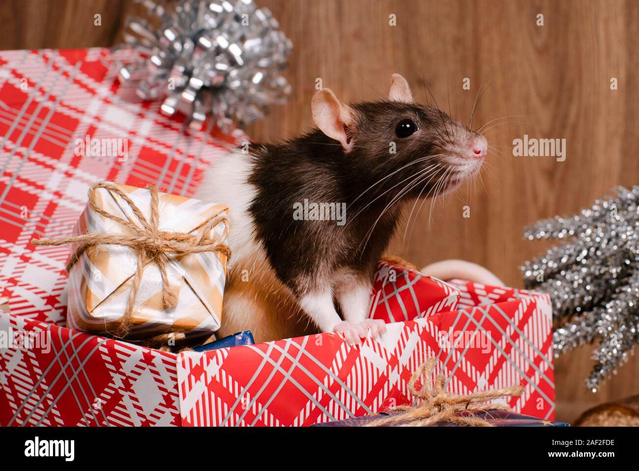 Rat is a symbol of the new year.Gray rat looks at gift boxes.Funny ...