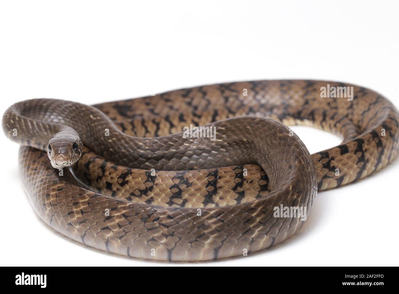 Ptyas mucosa, the oriental ratsnake, Indian rat snake, Isolated on ...