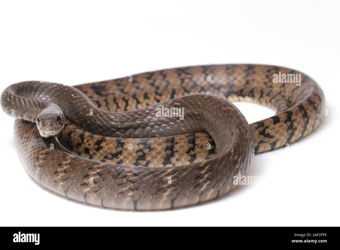 Ptyas mucosa, the oriental ratsnake, Indian rat snake, Isolated on ...