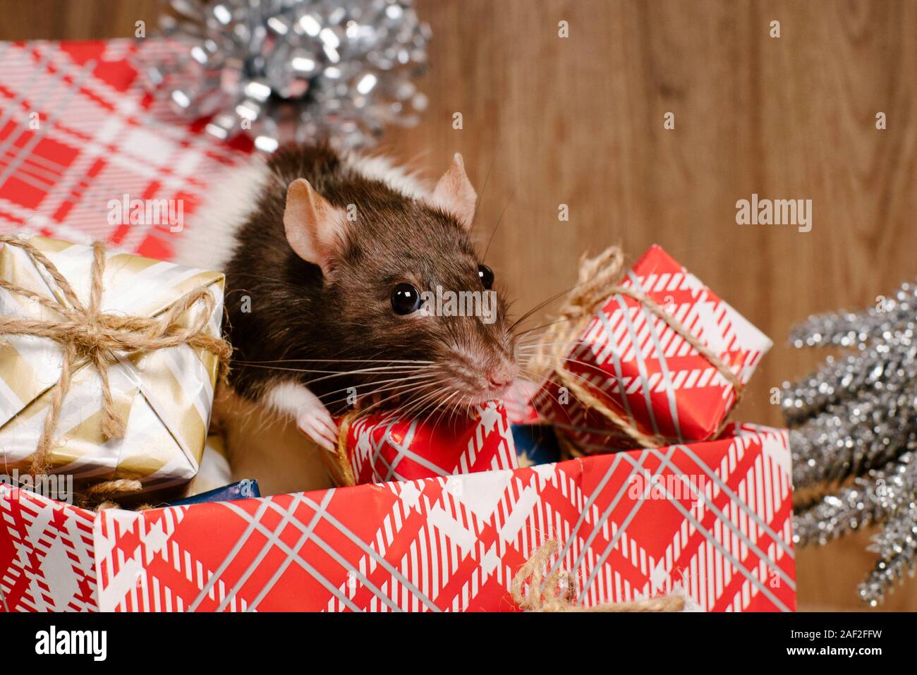 Rat is a symbol of the new year.Gray rat looks at gift boxes.Funny ...