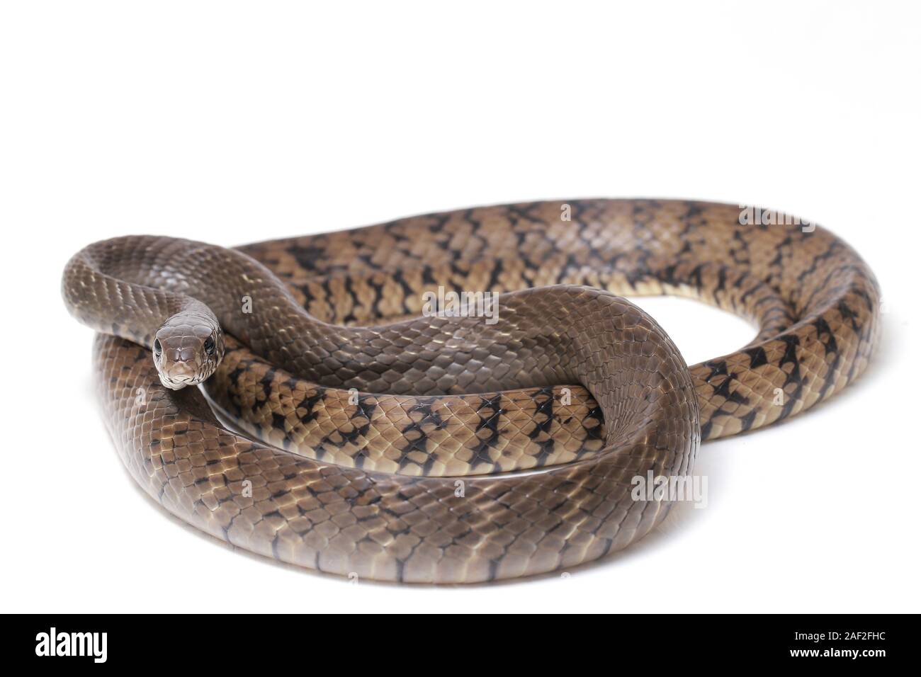 Ptyas mucosa, the oriental ratsnake, Indian rat snake, Isolated on ...