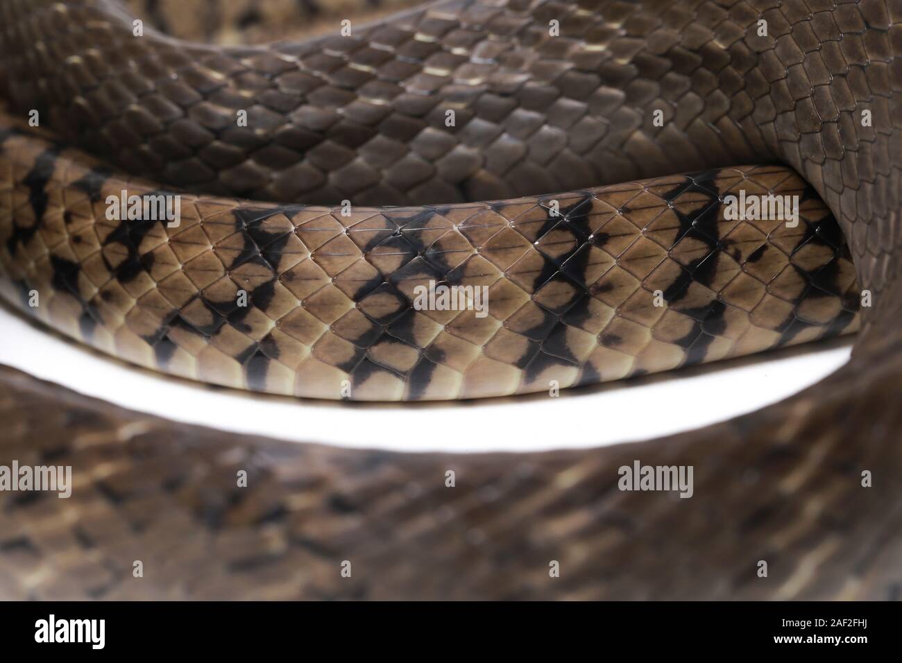 Ptyas mucosa, the oriental ratsnake, Indian rat snake, Isolated on ...