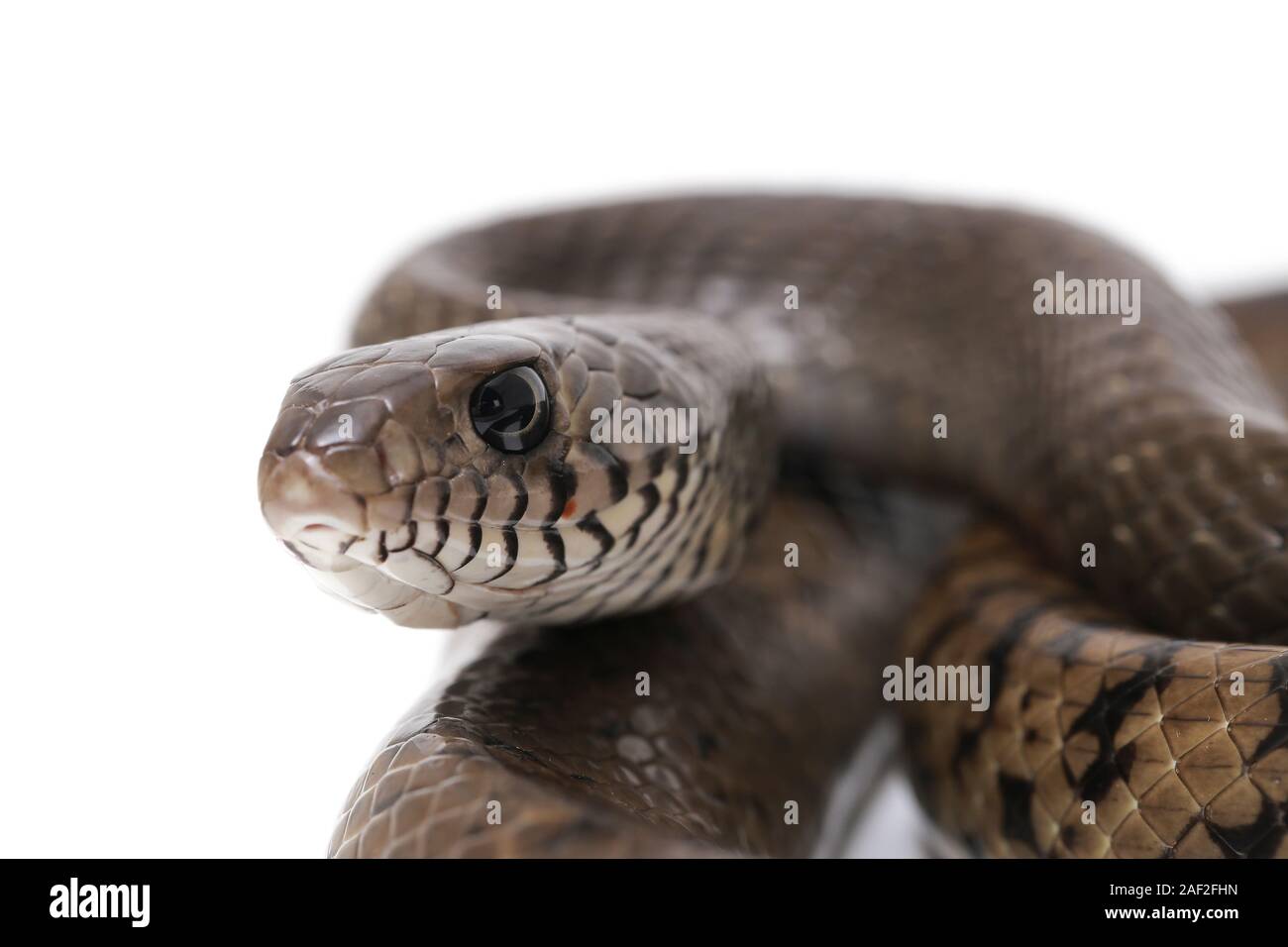 Ptyas mucosa, the oriental ratsnake, Indian rat snake, Isolated on ...