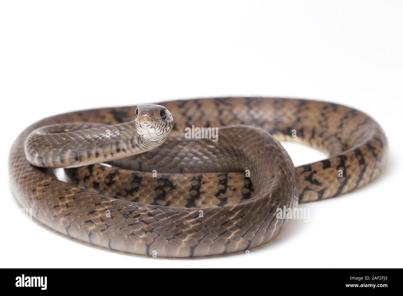 Ptyas mucosa, the oriental ratsnake, Indian rat snake, Isolated on ...
