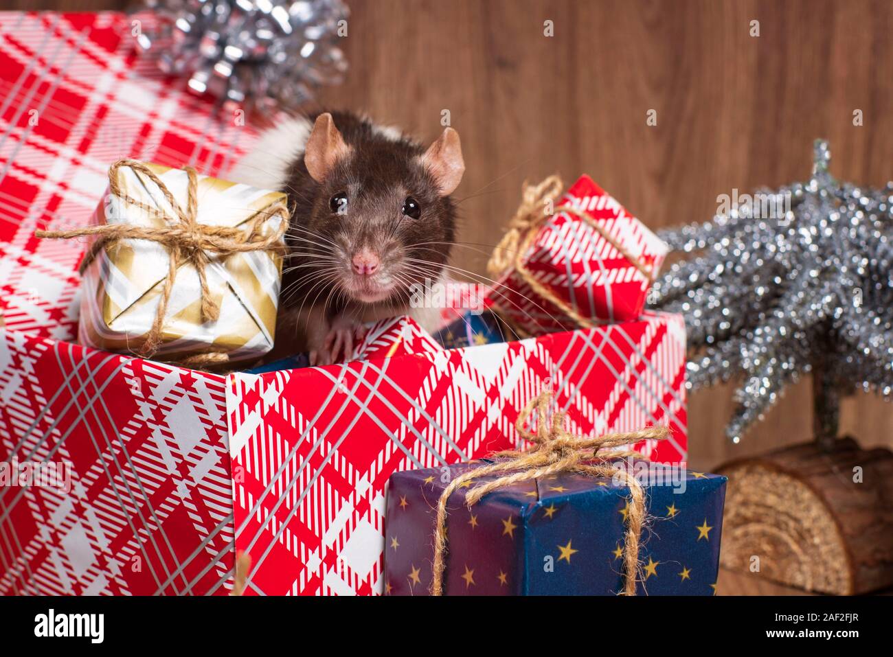 Rat is a symbol of the new year.Gray rat looks at gift boxes.Funny ...