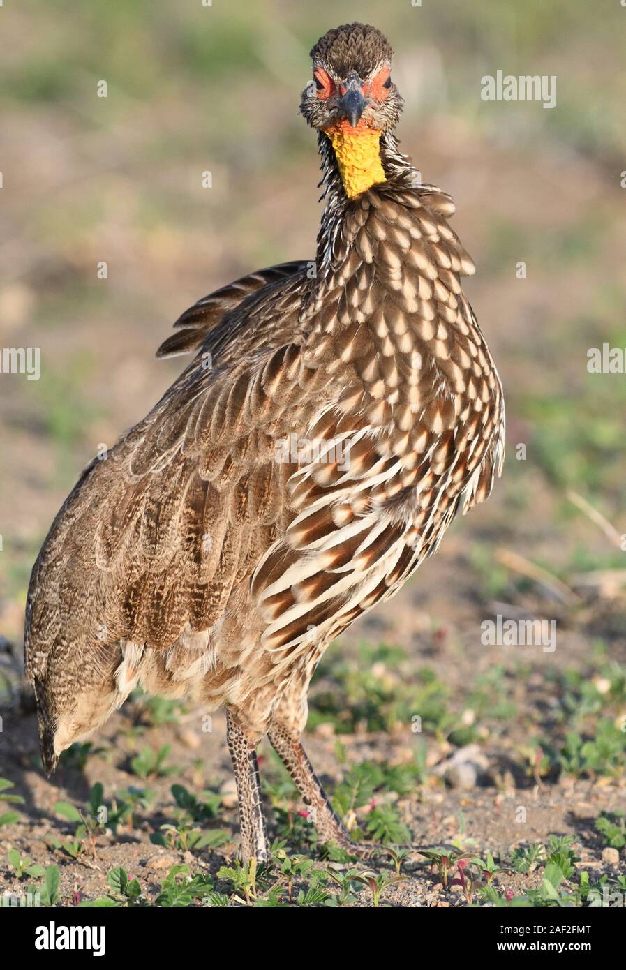 A female yellow-necked spurfowl or yellow-necked francolin (Pternistis ...