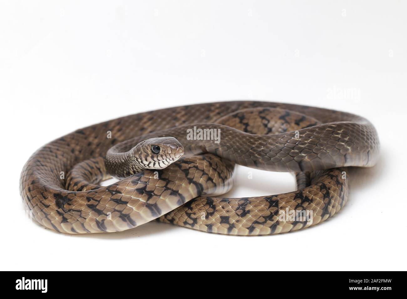 Ptyas mucosa, the oriental ratsnake, Indian rat snake, Isolated on ...