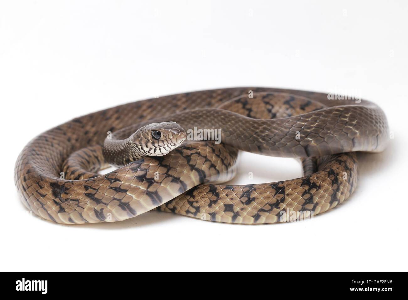 Ptyas mucosa, the oriental ratsnake, Indian rat snake, Isolated on ...