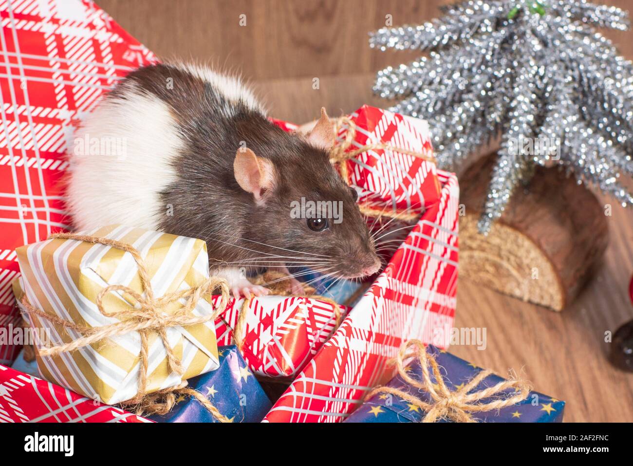Rat is a symbol of the new year.Gray rat looks at gift boxes.Funny ...