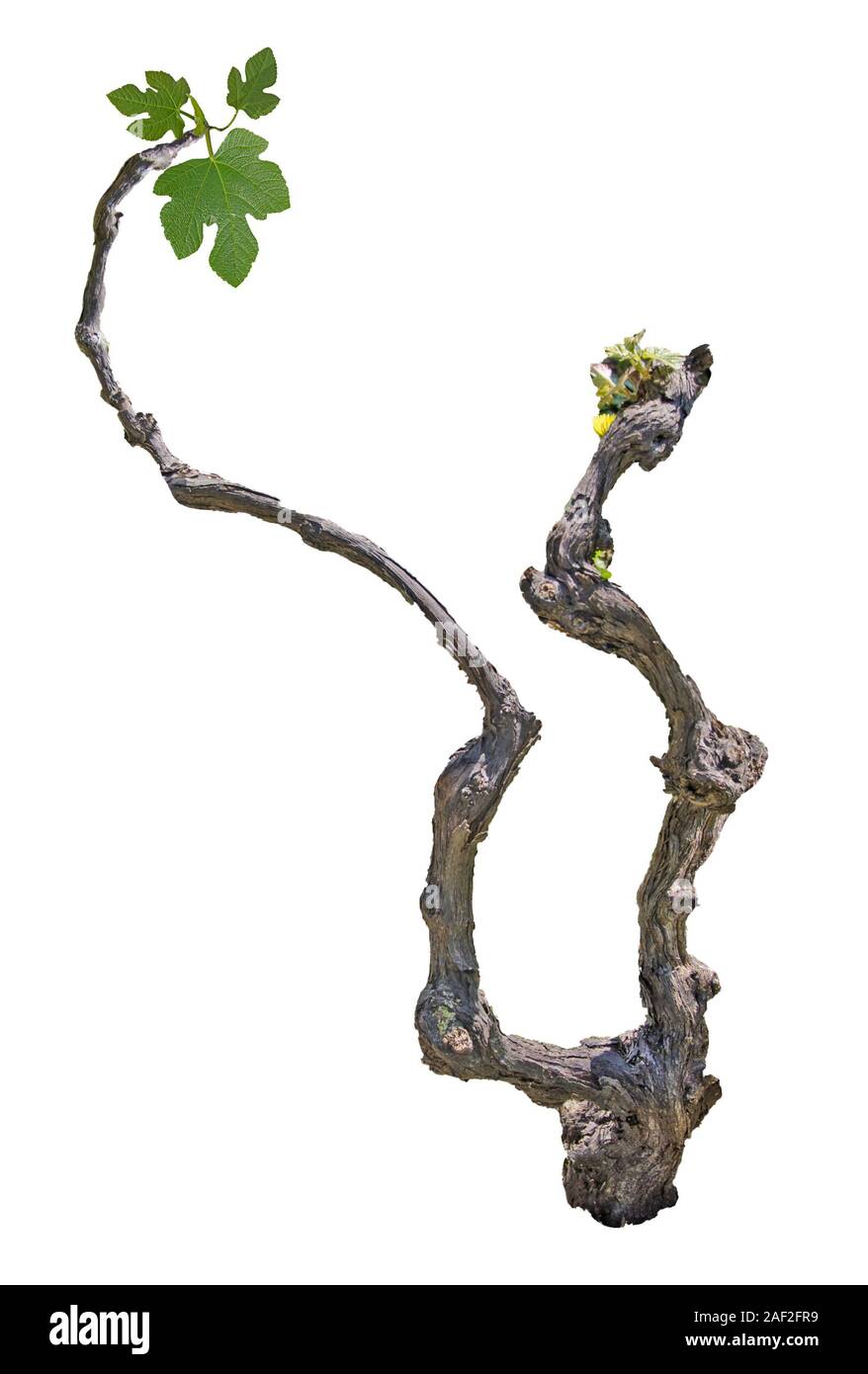 Grape vine isolated on white background Stock Photo - Alamy