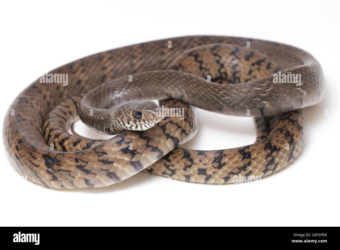Ptyas mucosa, the oriental ratsnake, Indian rat snake, Isolated on ...