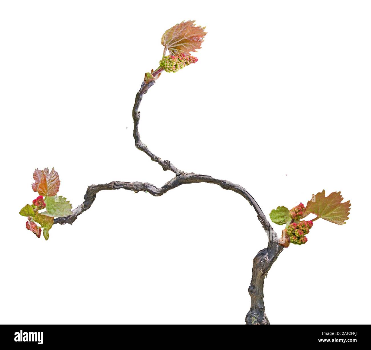 Grape vine isolated on white background Stock Photo - Alamy