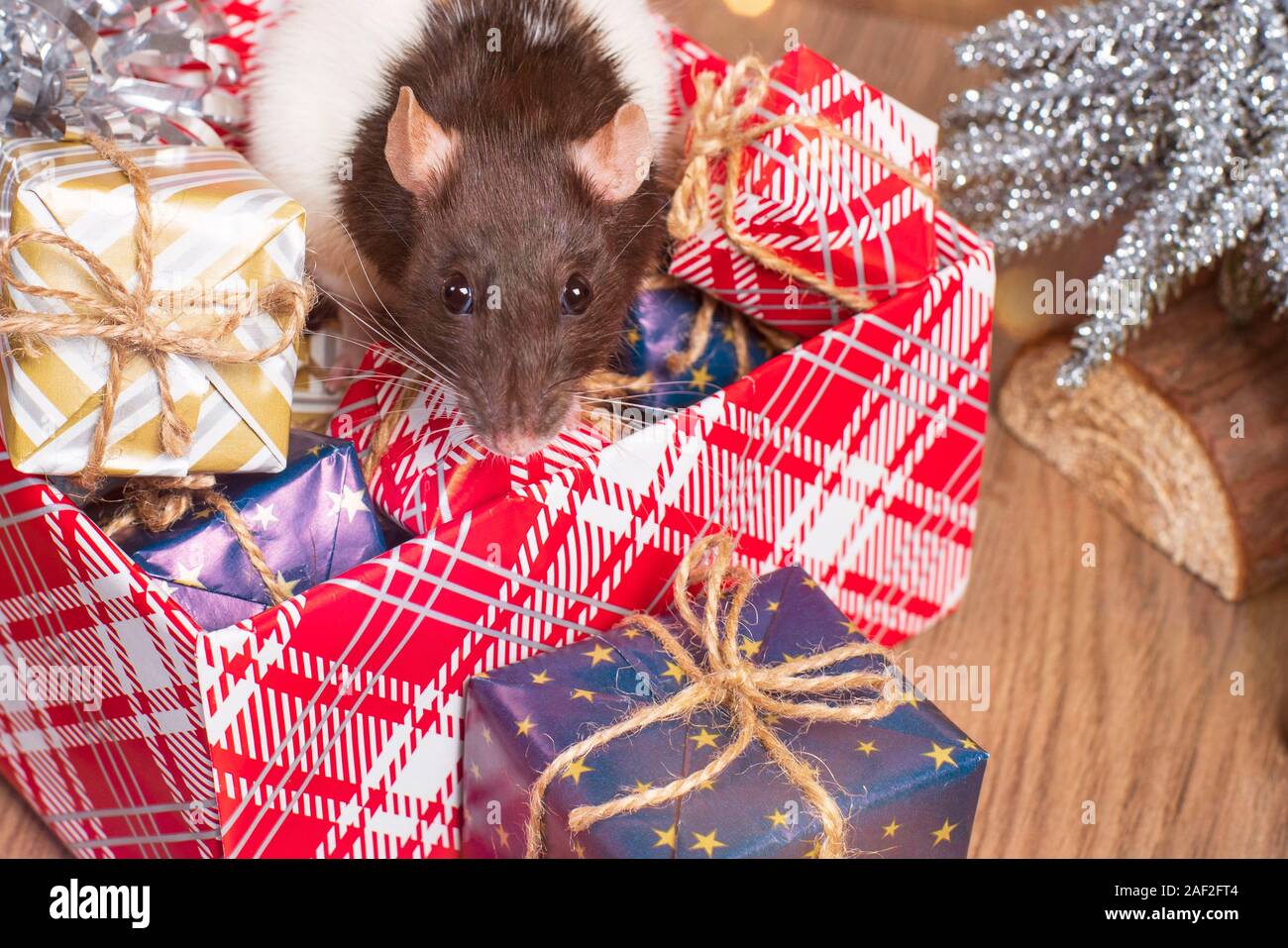 Rat is a symbol of the new year.Gray rat looks at gift boxes.Funny ...