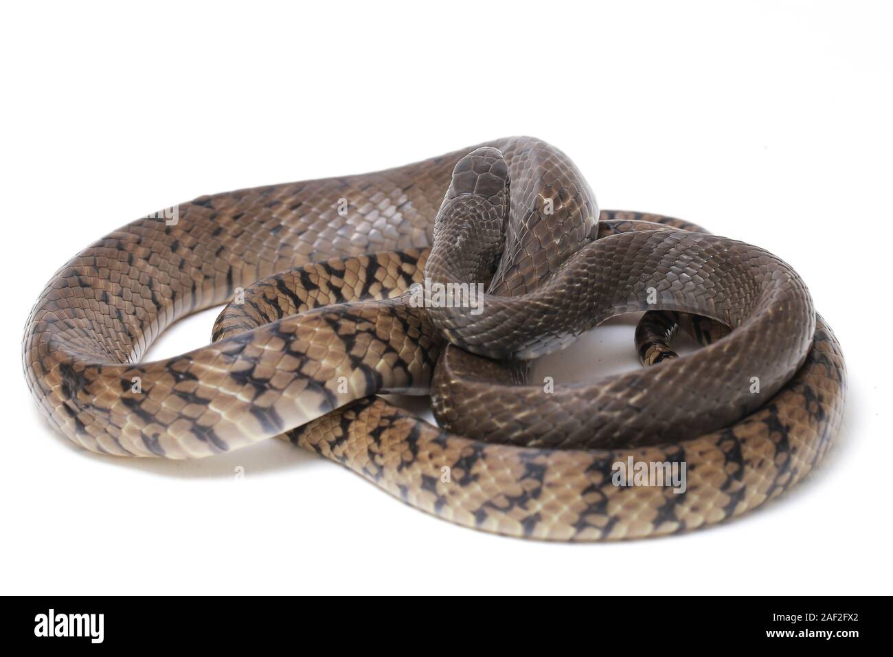 Ptyas mucosa, the oriental ratsnake, Indian rat snake, Isolated on ...