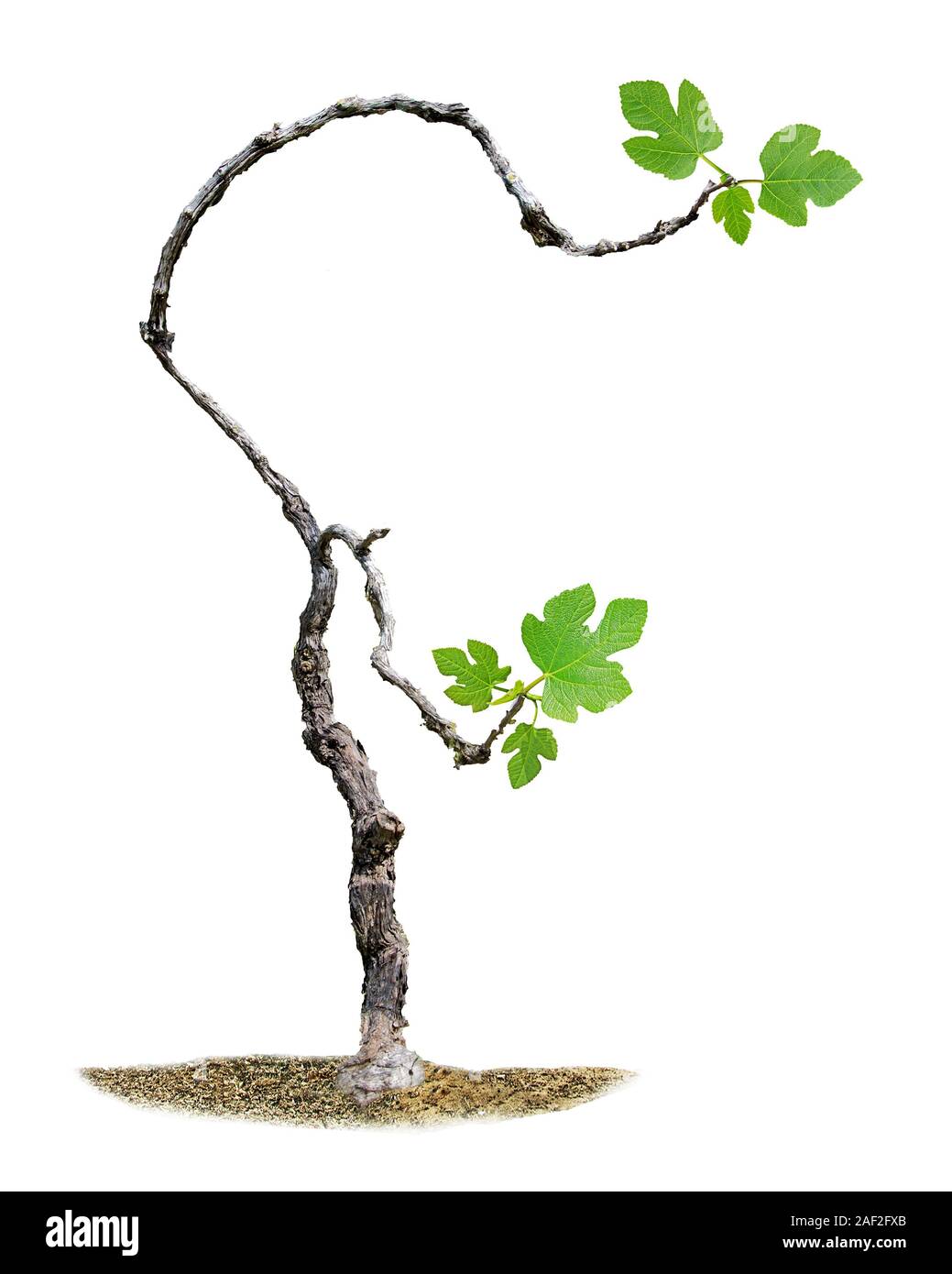 Grape vine isolated on white background Stock Photo - Alamy