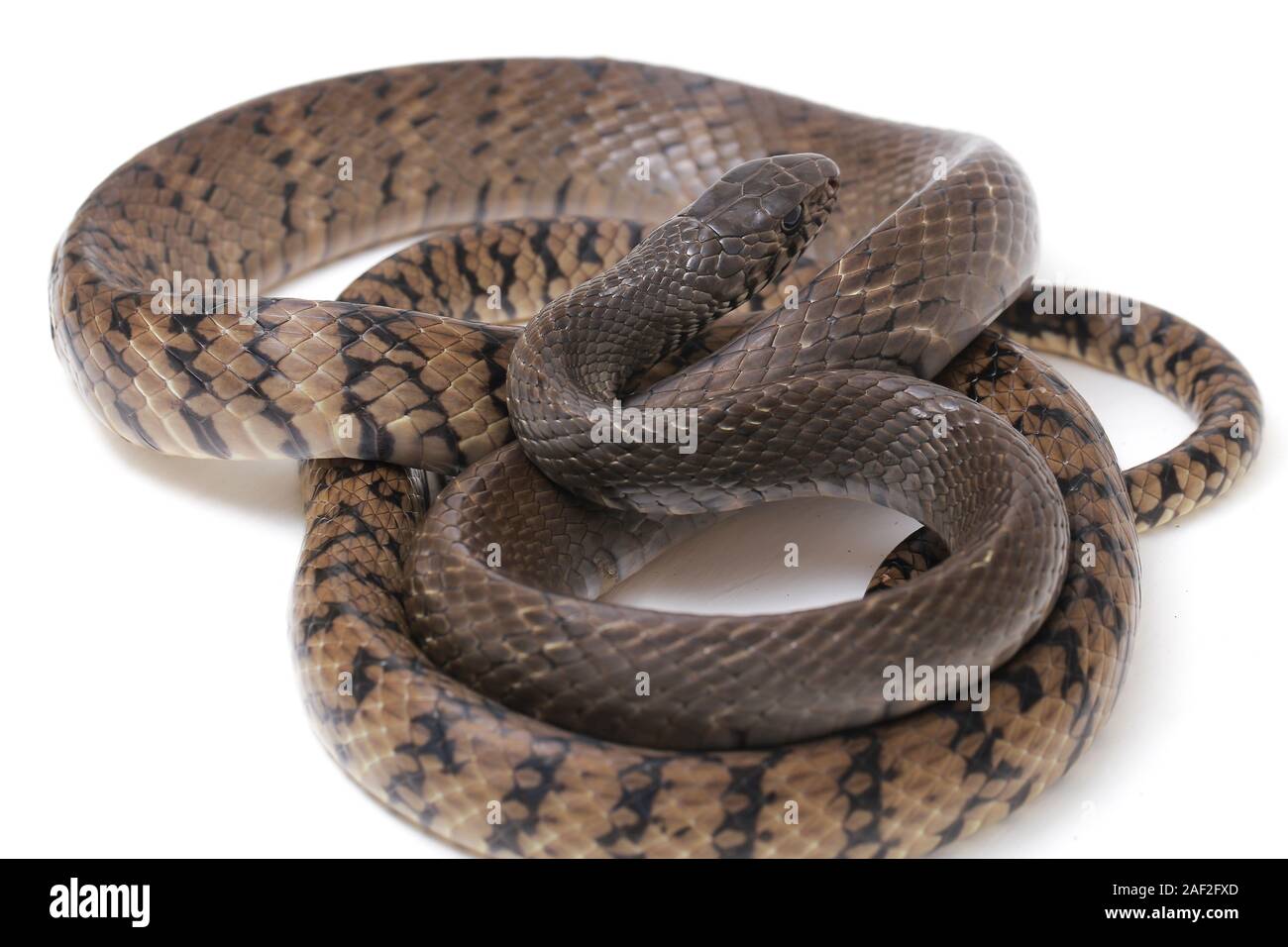 Ptyas mucosa, the oriental ratsnake, Indian rat snake, Isolated on ...