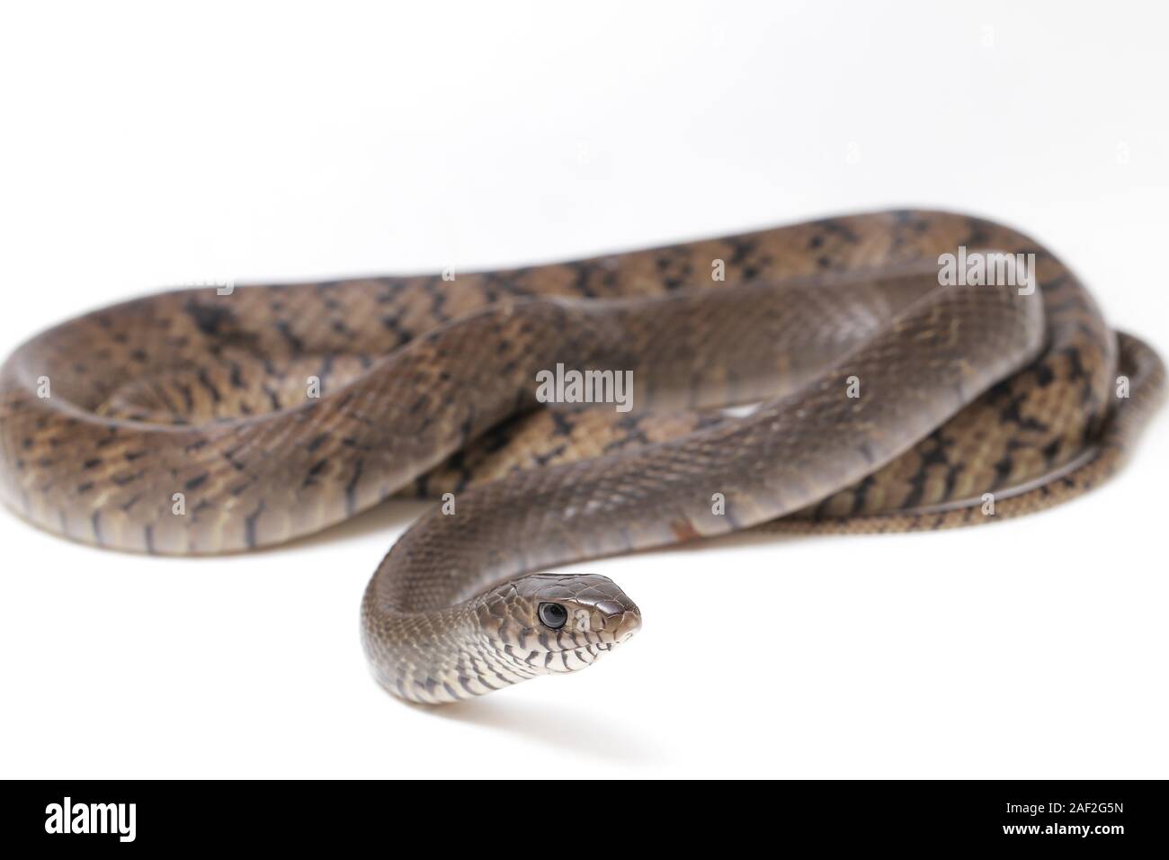 Ptyas mucosa, the oriental ratsnake, Indian rat snake, Isolated on ...