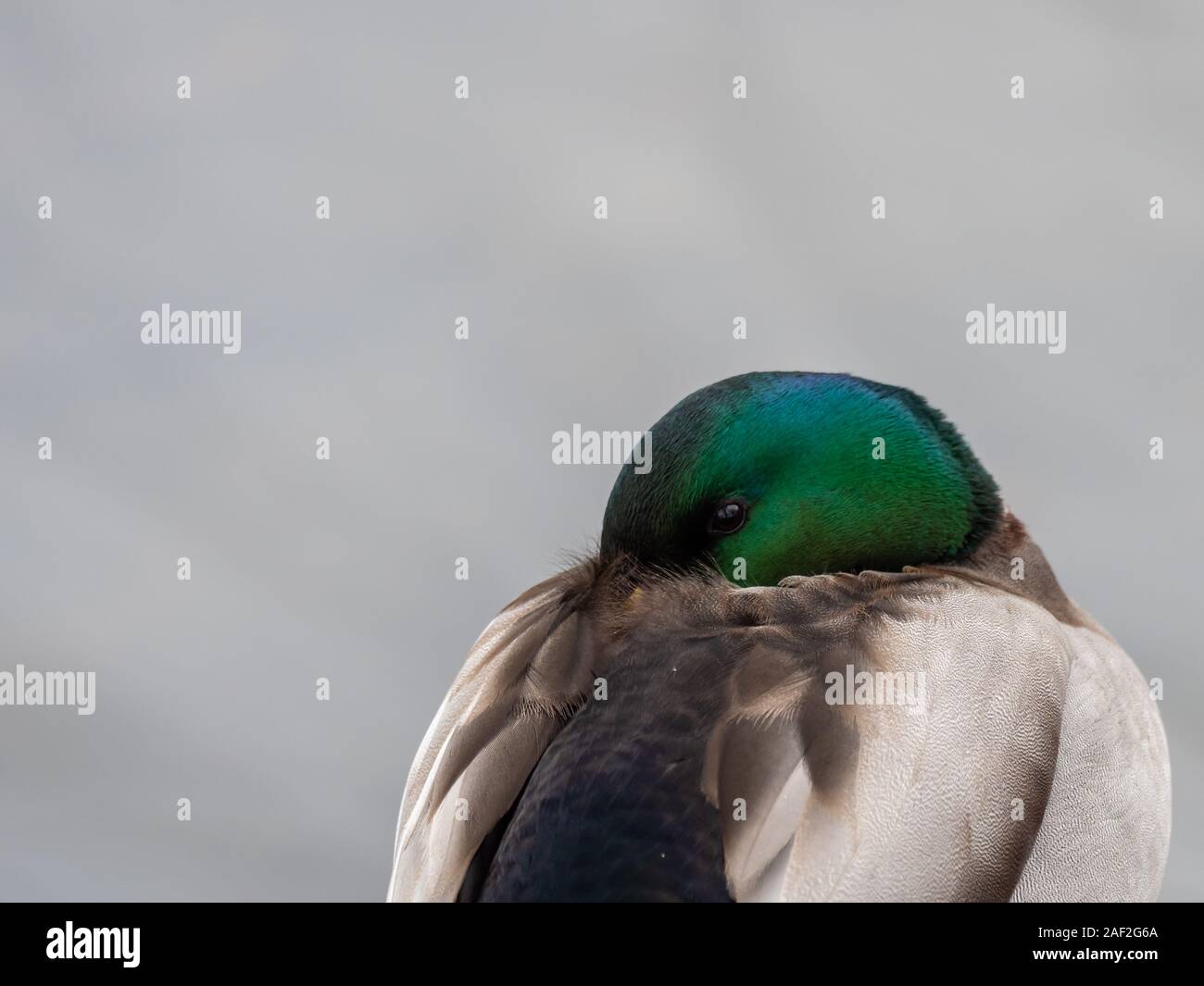Male mallard duck preening hi-res stock photography and images - Alamy
