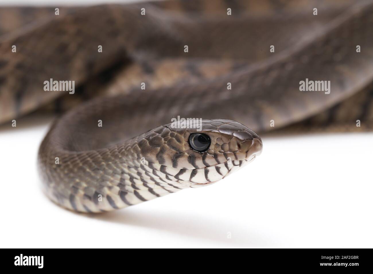 Ptyas mucosa, the oriental ratsnake, Indian rat snake, Isolated on ...