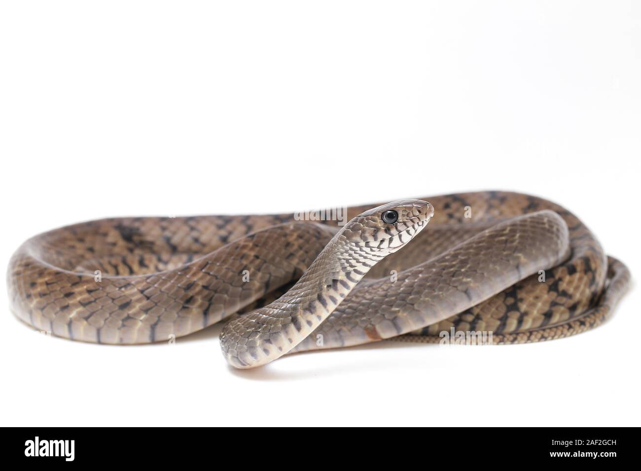 Ptyas mucosa, the oriental ratsnake, Indian rat snake, Isolated on ...