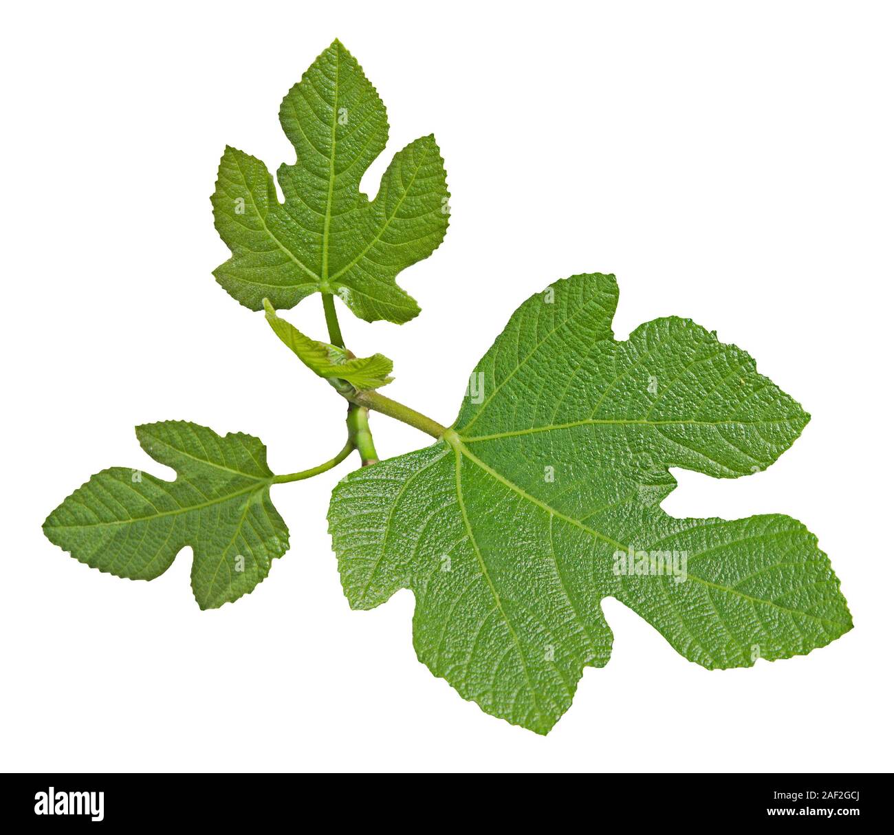 Leaf on white background Stock Photo - Alamy