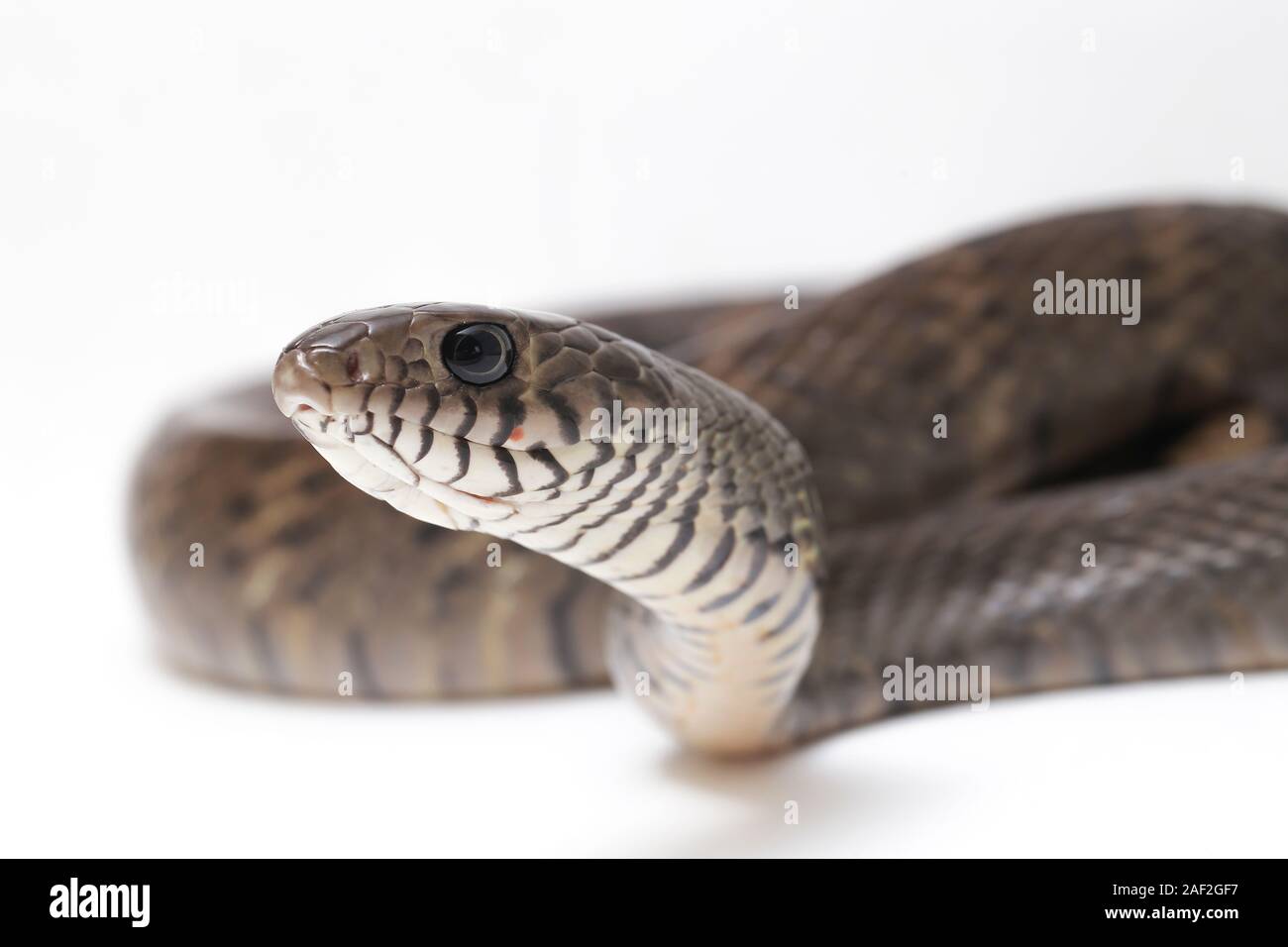 Ptyas mucosa, the oriental ratsnake, Indian rat snake, Isolated on ...