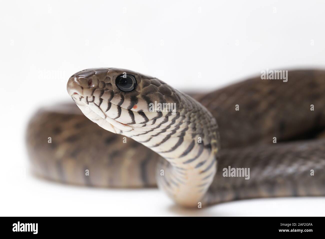 Ptyas mucosa, the oriental ratsnake, Indian rat snake, Isolated on ...