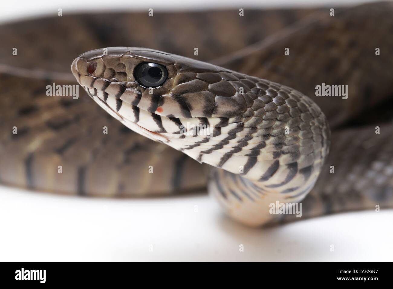 Ptyas mucosa, the oriental ratsnake, Indian rat snake, Isolated on ...