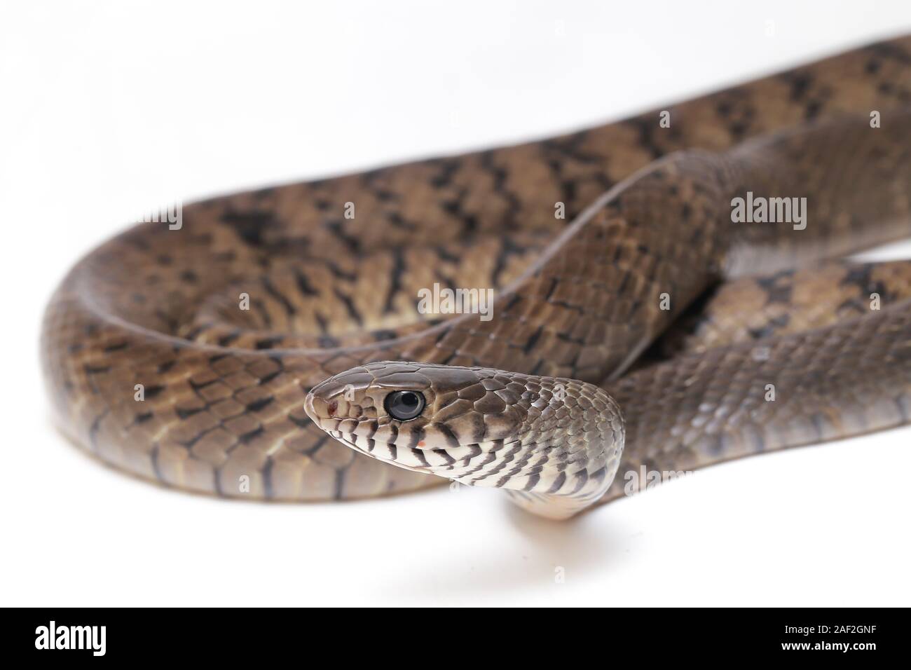 Ptyas mucosa, the oriental ratsnake, Indian rat snake, Isolated on ...